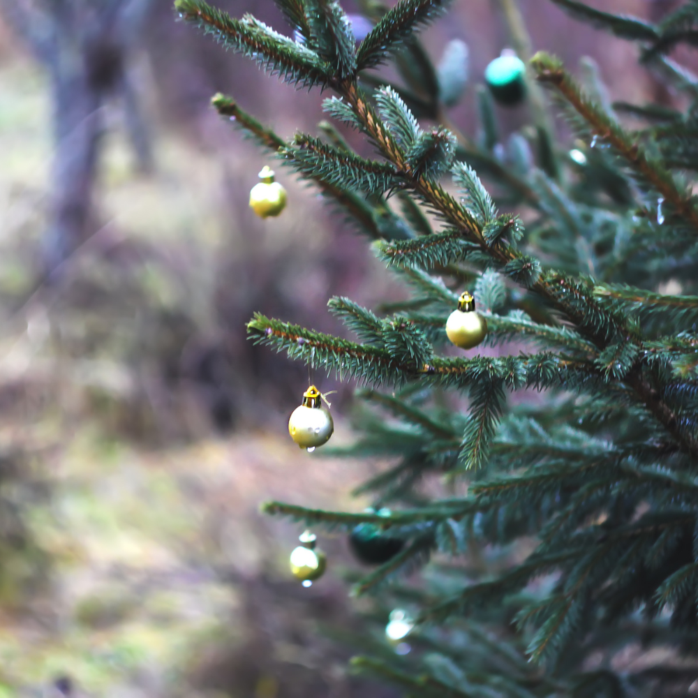 Fresh Cut Christmas Tree – Angie's Crafty Cottage